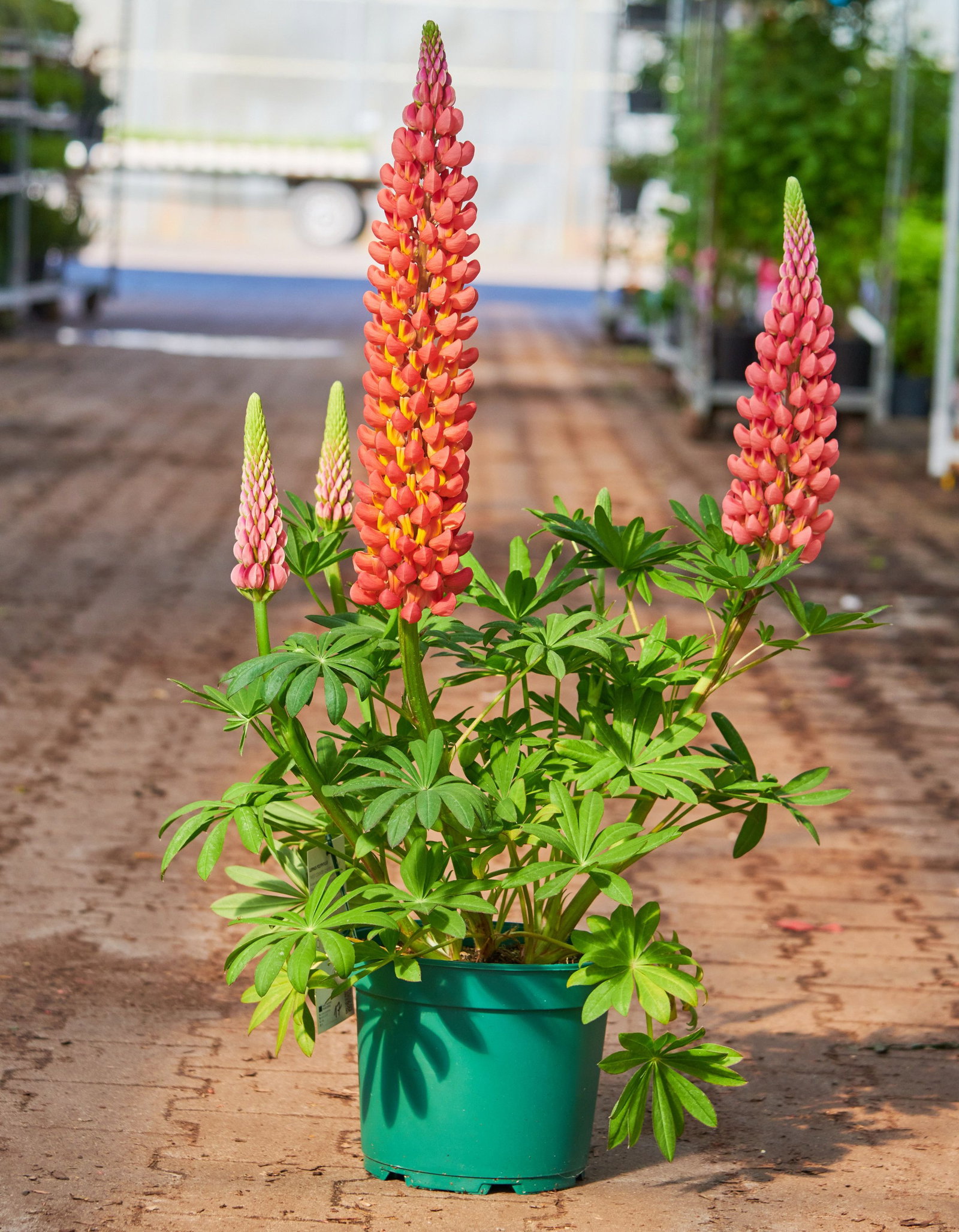 Westcountry Lupine Masterpiece ® - Lupinus polyphyllus Westcountry ...