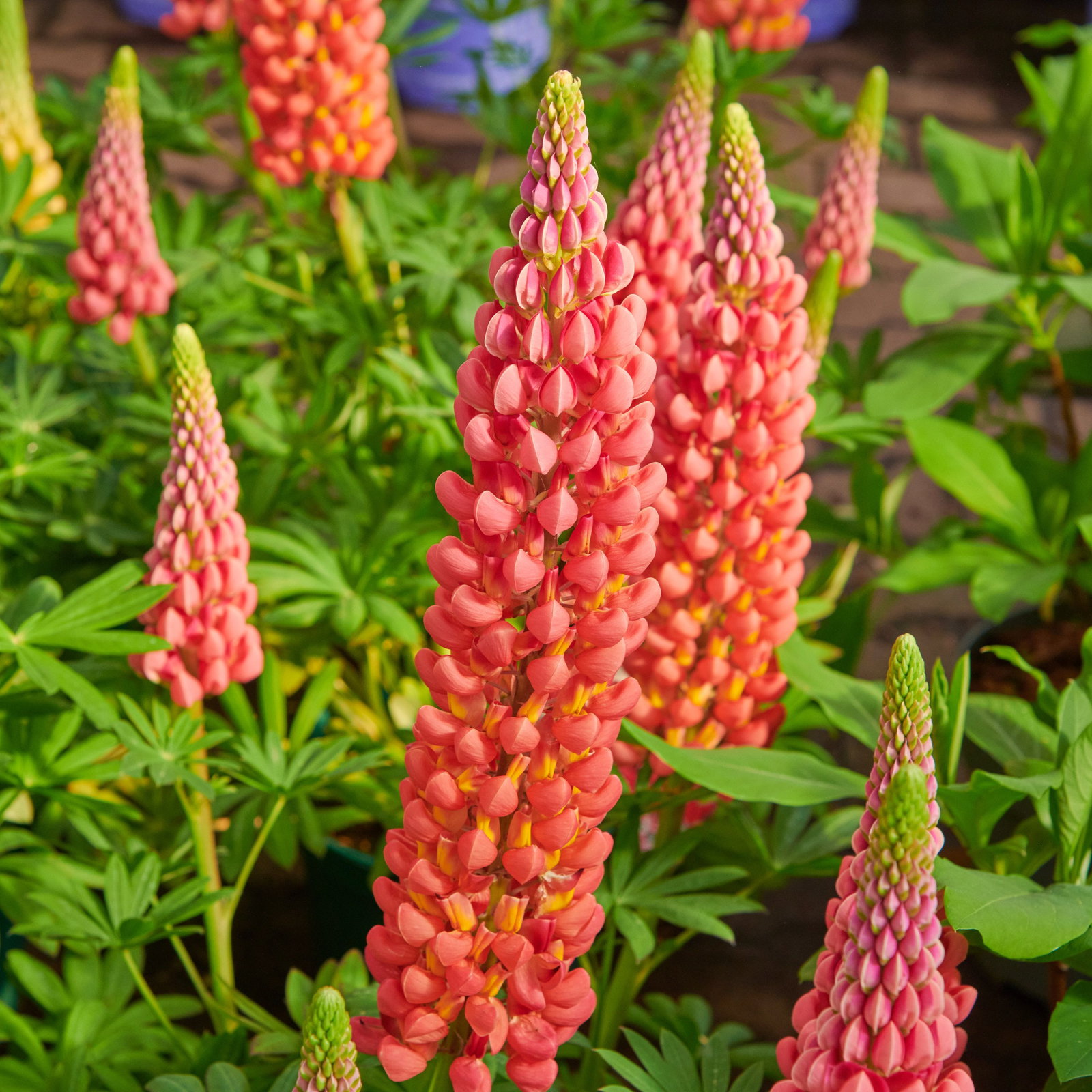 Westcountry Lupine Masterpiece ® - Lupinus polyphyllus Westcountry ...