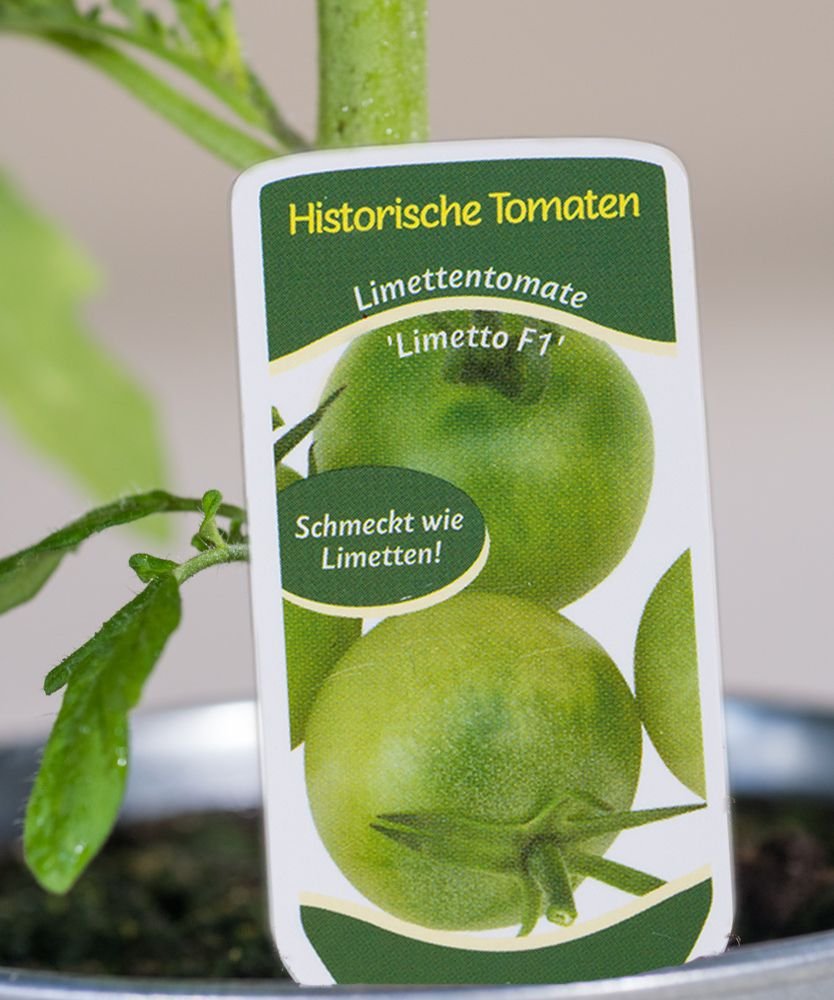 Tomate Limetto - Solanum lycopersicum Limetto günstig kaufen
