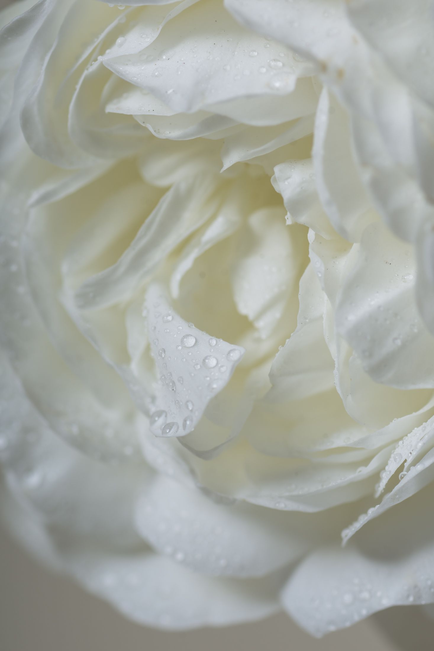 Rose Snow Ballet® - Rosa Snow Ballet® günstig kaufen