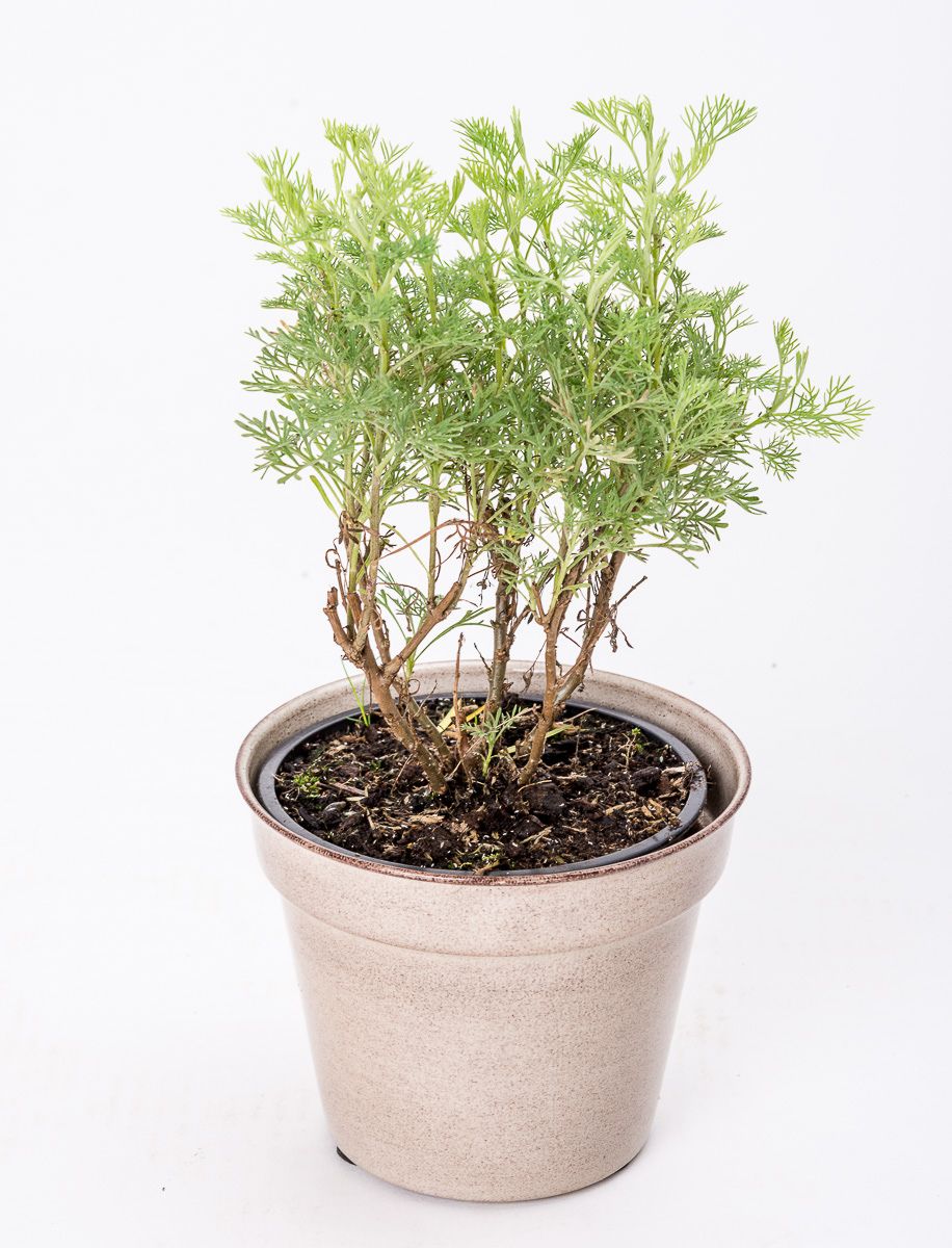 Cola-Strauch - Artemisia abrotanum var. maritima günstig kaufen