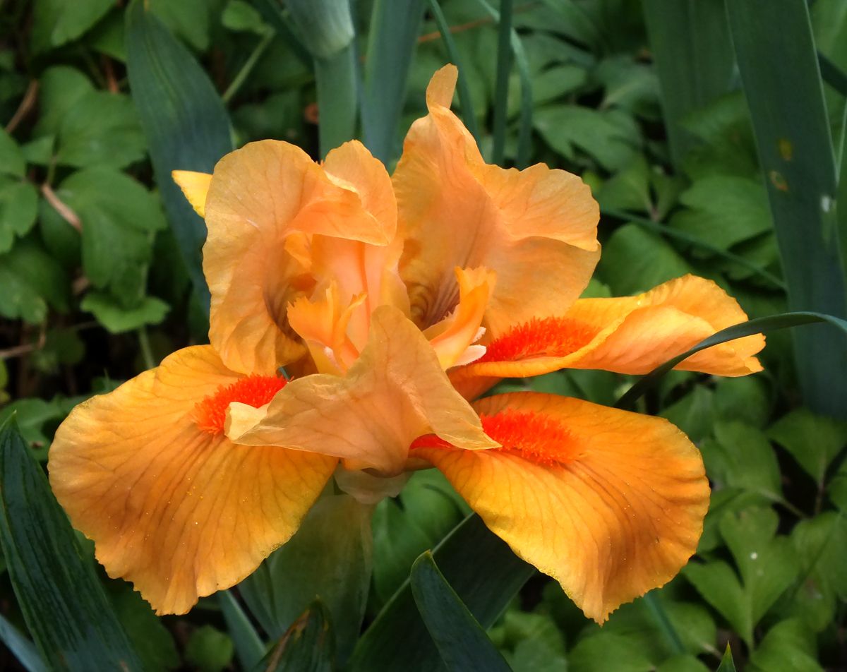 Zwergige Schwertlilie Orange Tiger - Iris barbata nana Orange Tiger ...