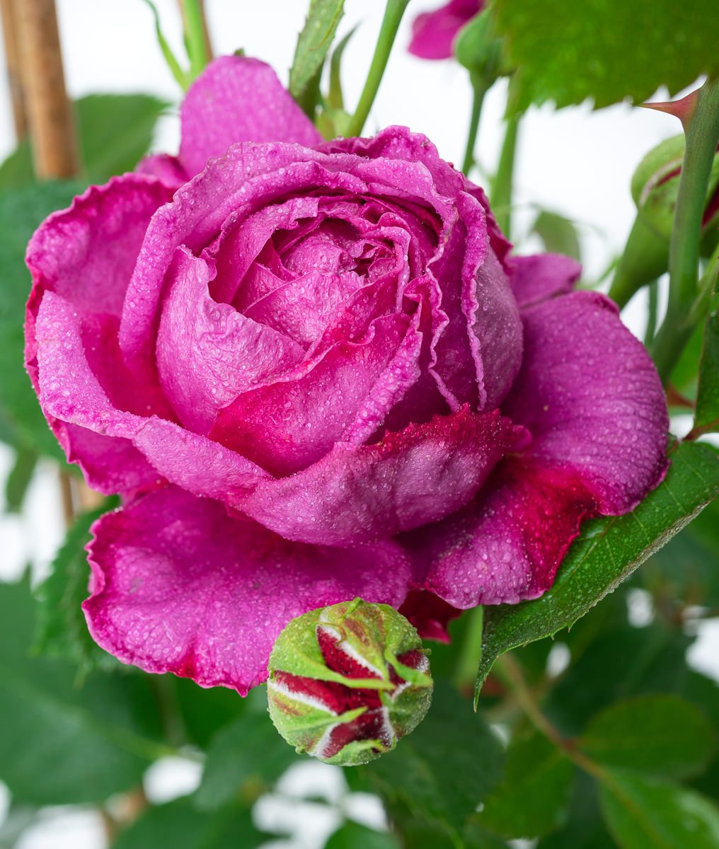 Strauchrose Soul ® - Rosa Soul ® günstig kaufen