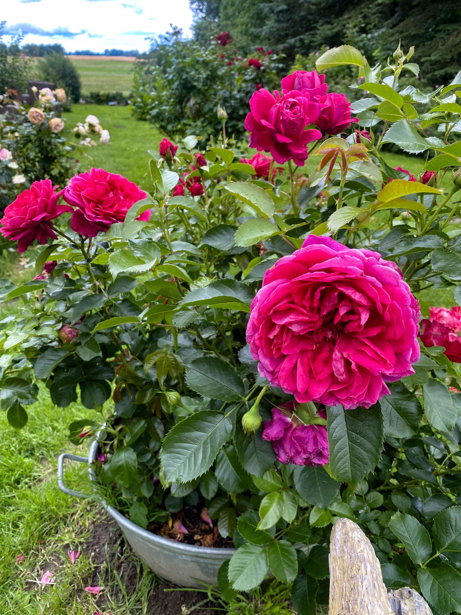 Strauchrose Soul ® - Rosa Soul ® günstig kaufen