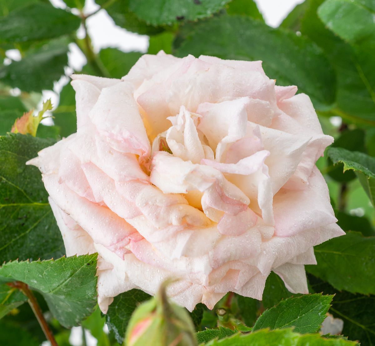 Beetrose Papageno ® - Rosa Papageno ® günstig kaufen