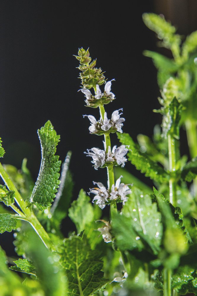 Salvia nemorosa Salute White - Salvia nemorosa Salute White günstig kaufen
