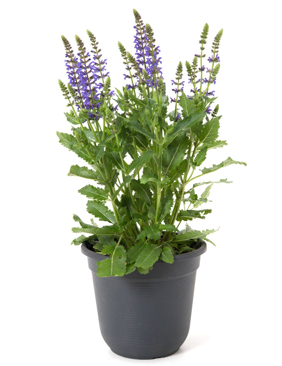 Ziersalbei April Night - Salvia nemorosa April Night günstig kaufen