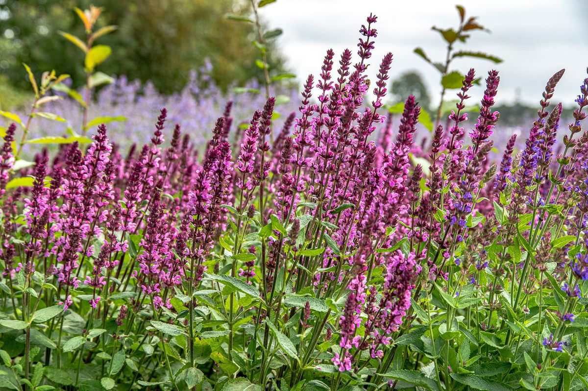 Blüten Salbei New Dimension Rose - Salvia nemorosa New Dimension Rose ...
