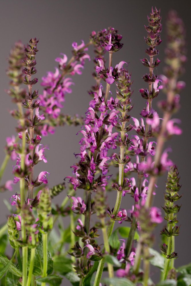 Blüten Salbei New Dimension Rose - Salvia nemorosa New Dimension Rose ...