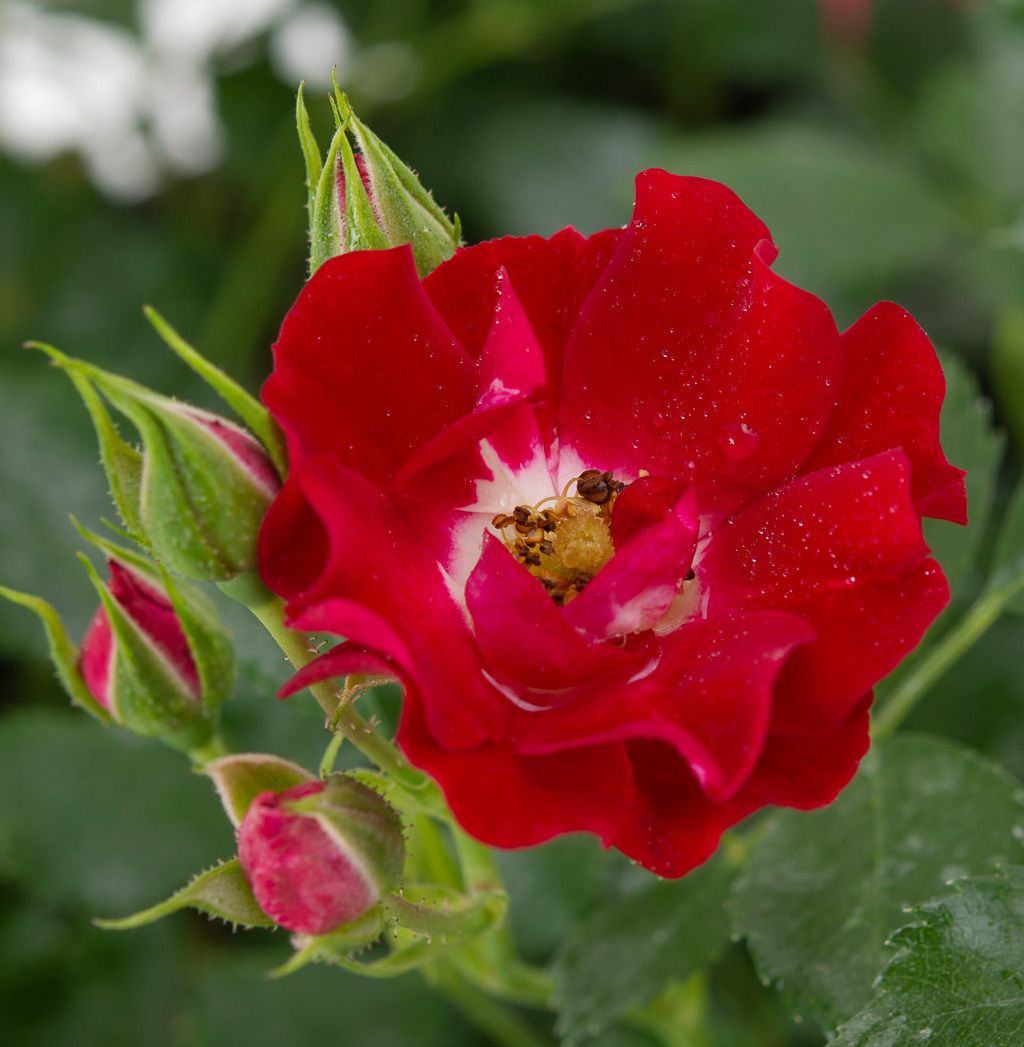 Rose Rambling Rosie - Rosa Rambling Rosie günstig kaufen