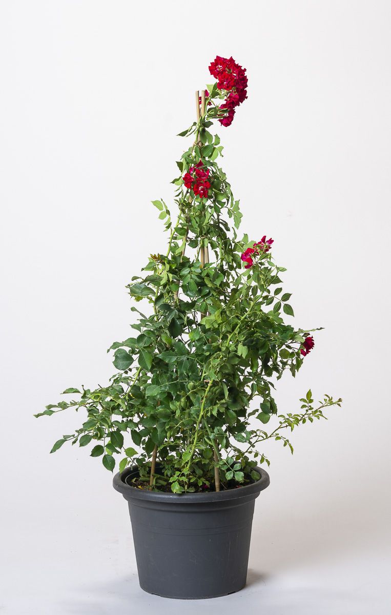 Rose Rambling Rosie - Rosa Rambling Rosie günstig online kaufen