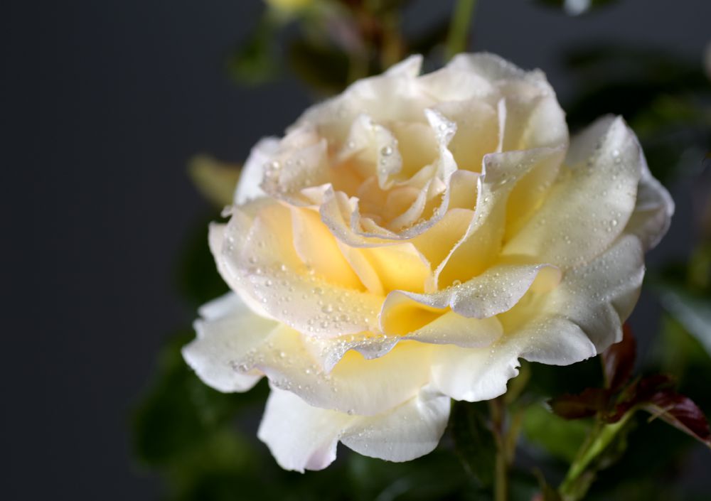 Duftrose NIRParfum Anastasia - Rosa Anastasia günstig kaufen