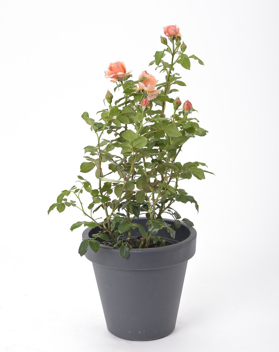 Edelrose Capri ® - Rosa Capri ® günstig kaufen