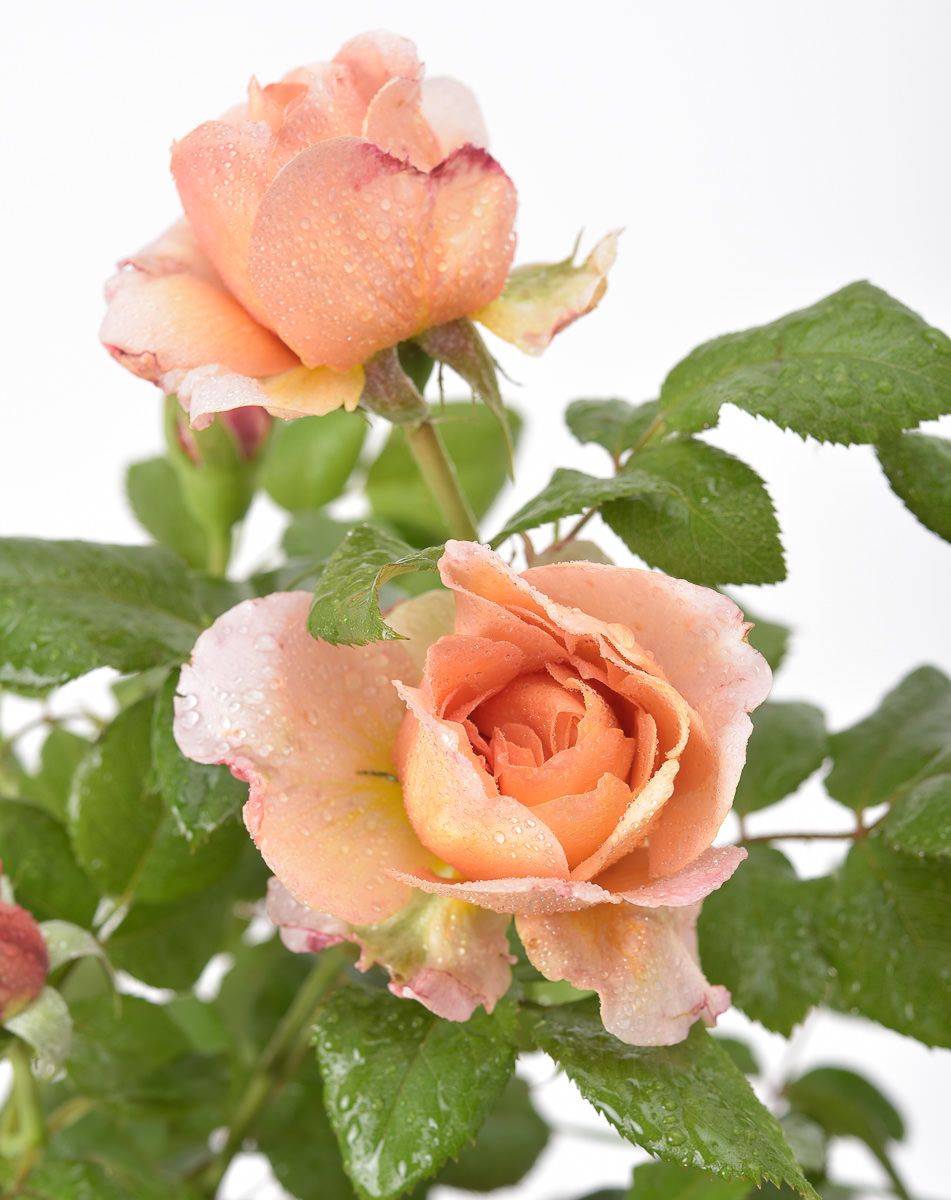 Edelrose Capri ® - Rosa Capri ® günstig kaufen