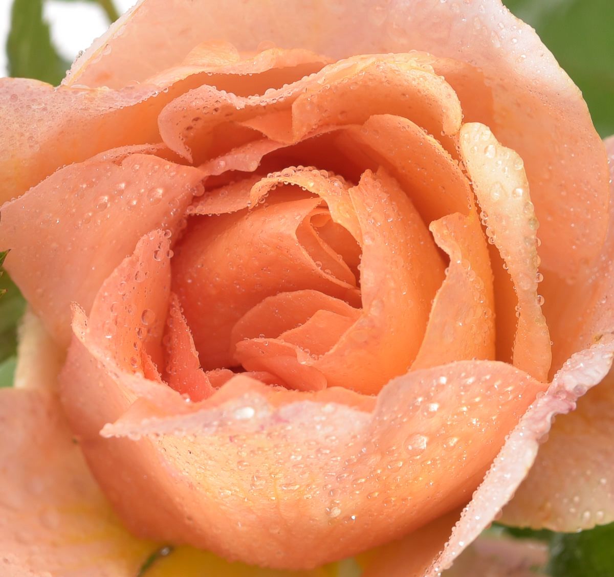 Edelrose Capri ® - Rosa Capri ® günstig kaufen