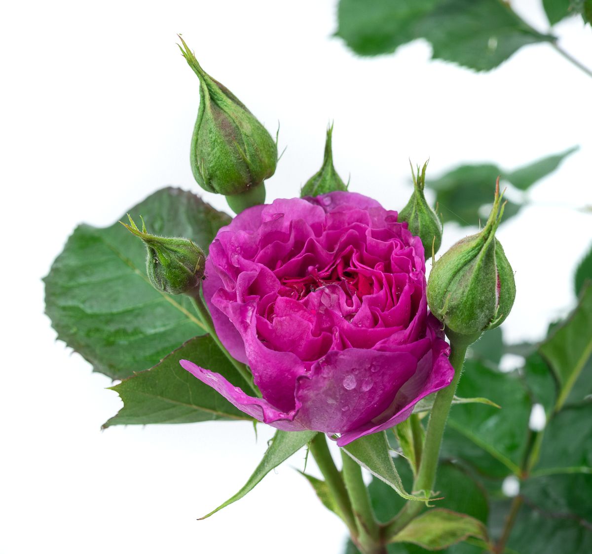 Rose Minerva ® - Rosa Minerva ® günstig kaufen