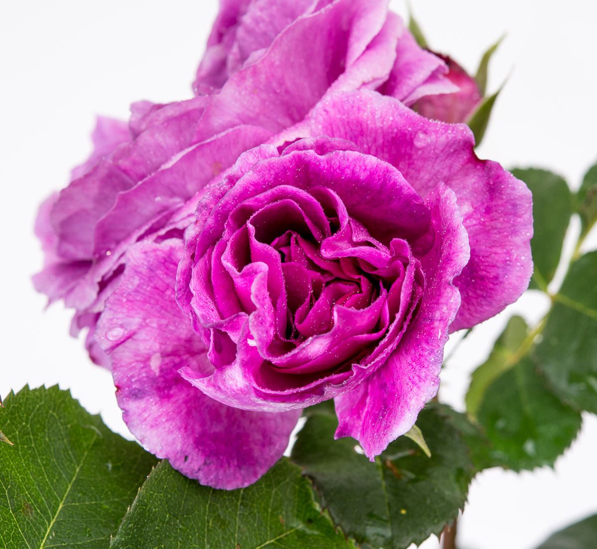 Rose Minerva ® - Rosa Minerva ® günstig kaufen