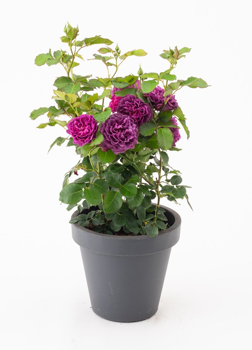 Rose Minerva ® - Rosa Minerva ® günstig kaufen