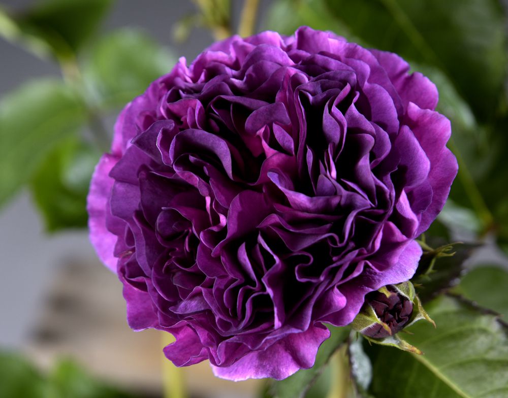 Rose Minerva ® - Rosa Minerva ® günstig kaufen