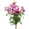 Rose Minerva ® - Rosa Minerva ® günstig kaufen