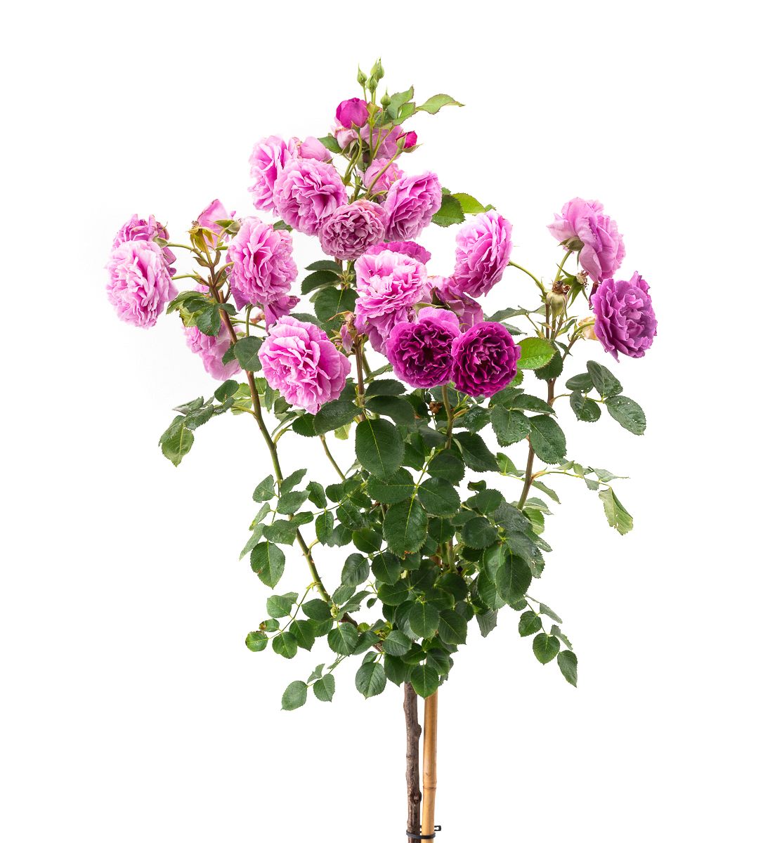 Rose Minerva ® - Rosa Minerva ® günstig kaufen