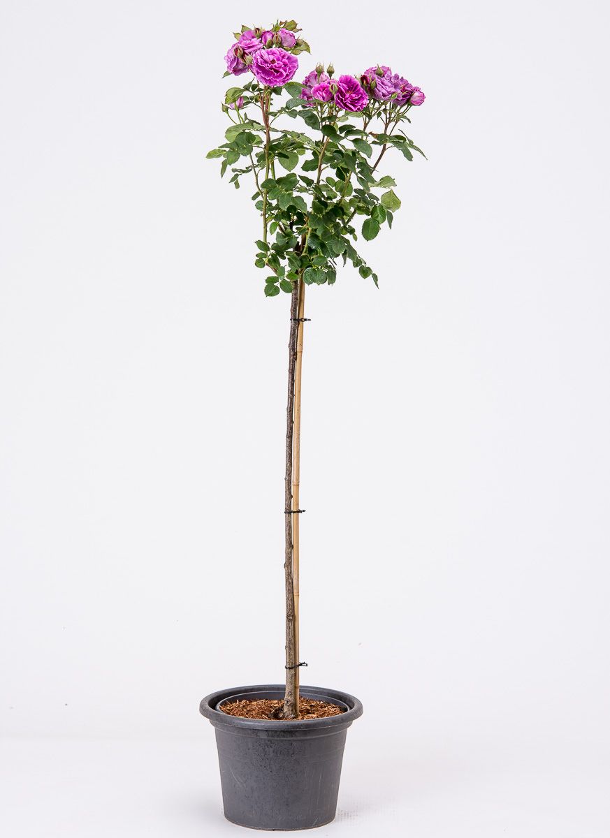 Rose Minerva ® - Rosa Minerva ® günstig kaufen