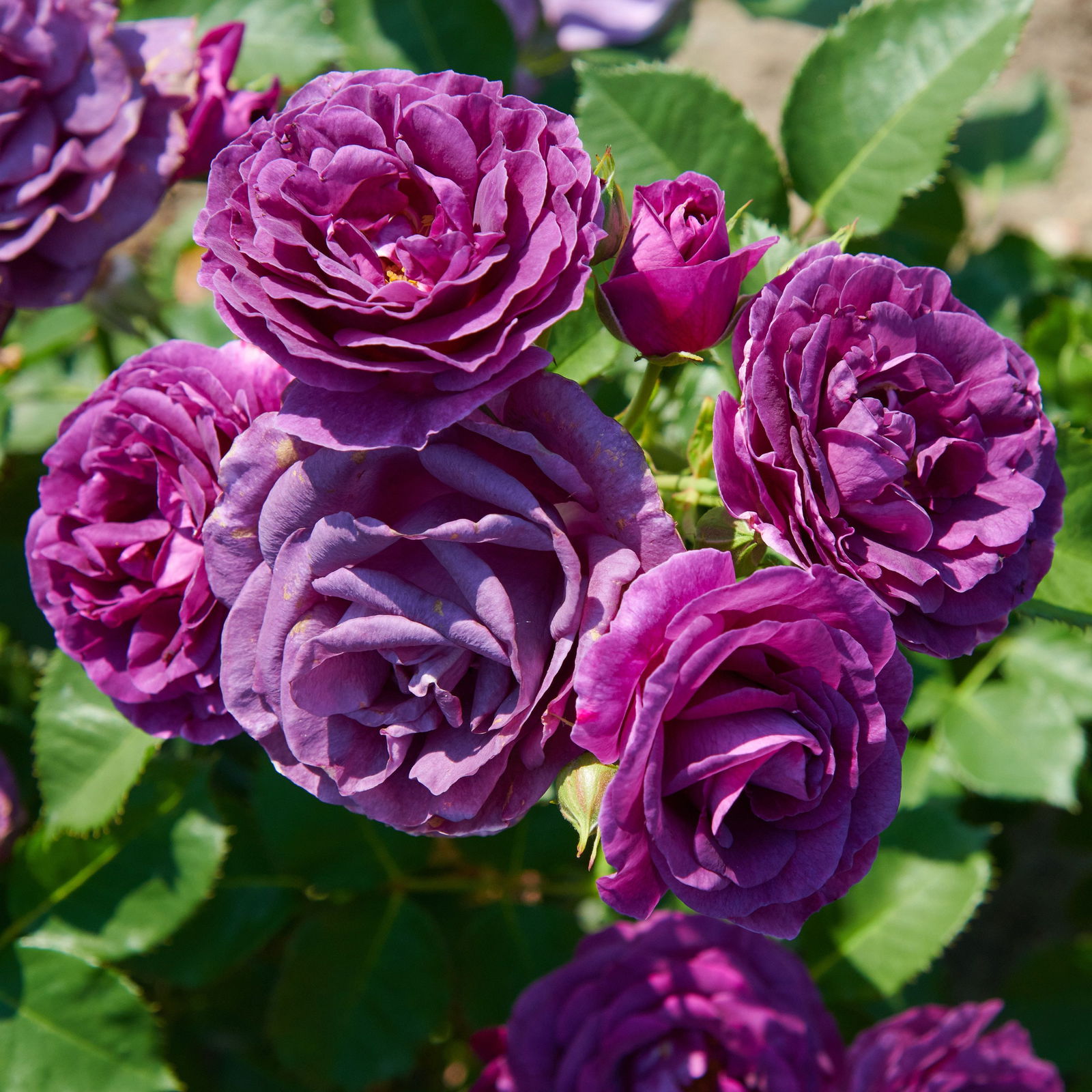 Rose Minerva ® - Rosa Minerva ® günstig kaufen