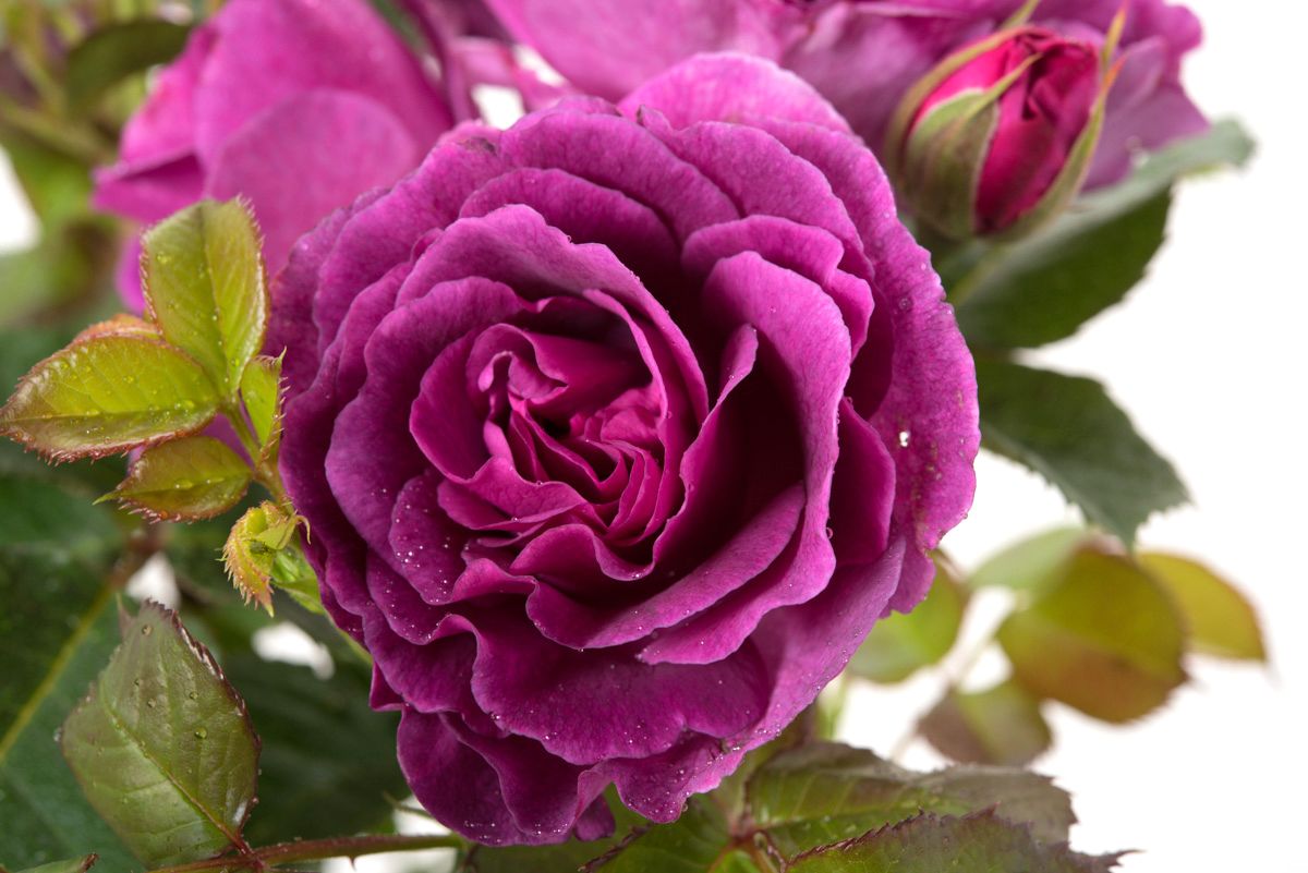 Rose Minerva ® - Rosa Minerva ® günstig kaufen