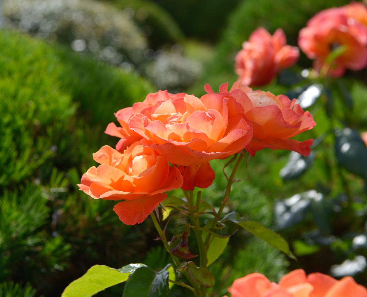 Rose Westerland ® - Rosa Westerland ® günstig kaufen