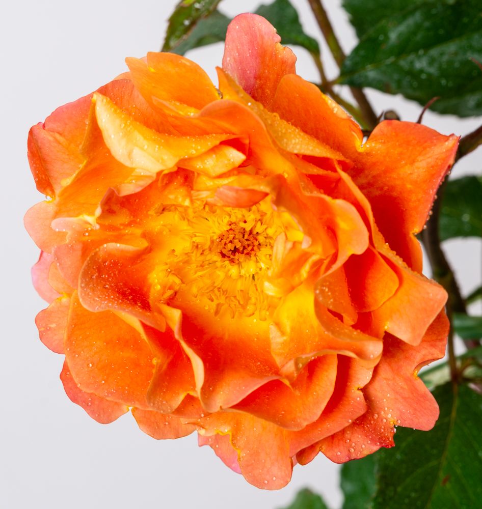 Rose Westerland ® - Rosa Westerland ® günstig kaufen