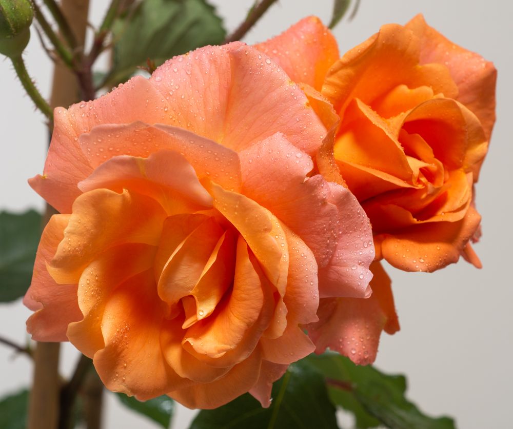 Rose Westerland ® - Rosa Westerland ® günstig kaufen