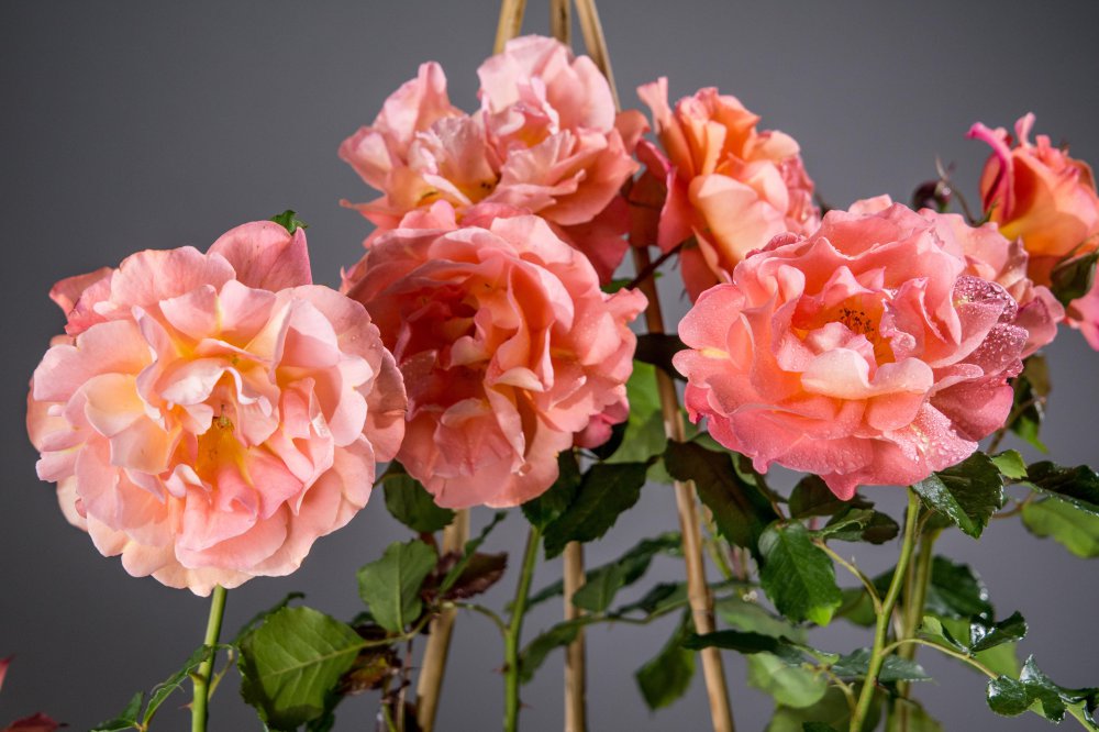 Rose Westerland ® - Rosa Westerland ® günstig kaufen