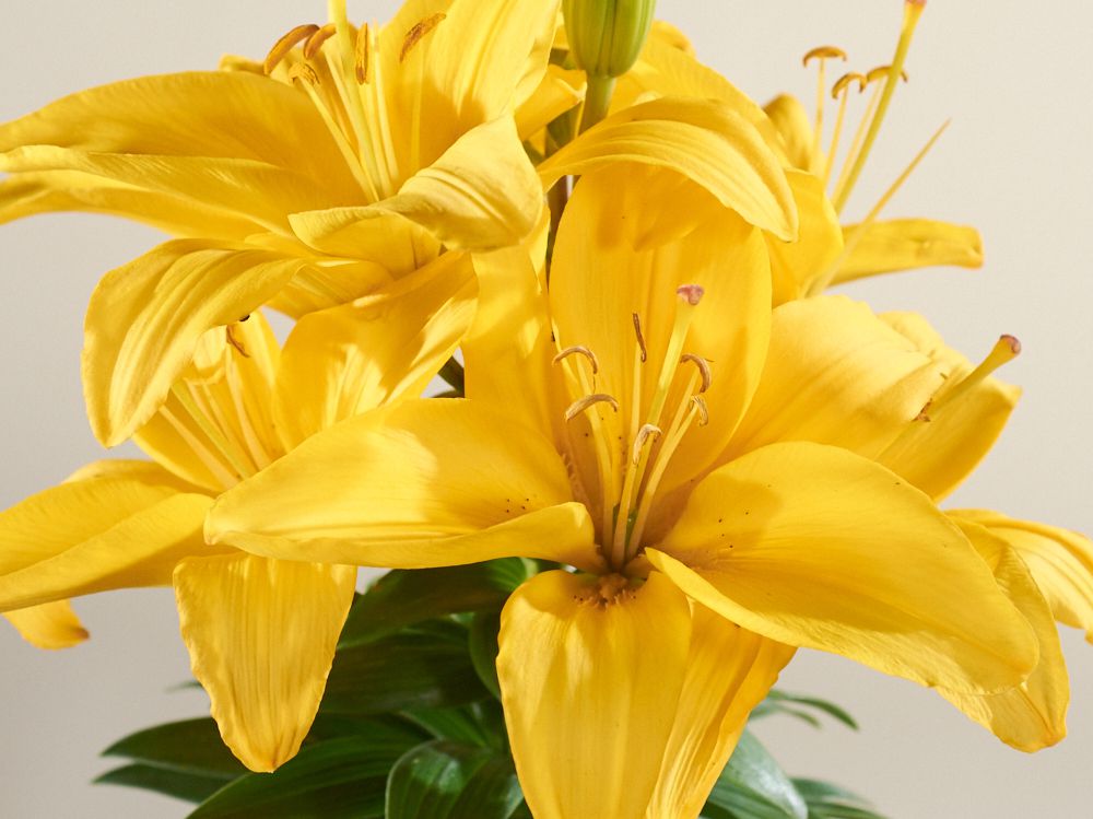 Lilie Rio de Janeiro - Lilium Rio de Janeiro günstig kaufen