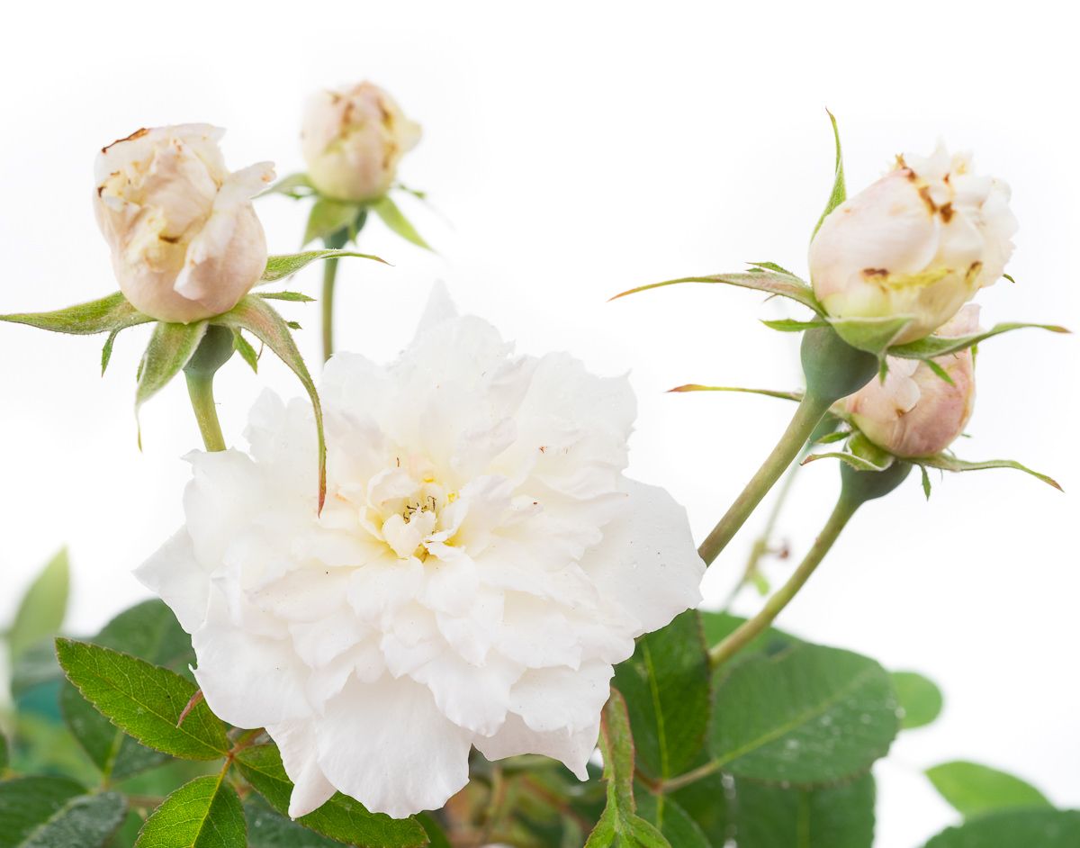 Rose Susan Williams-Ellis ® - Rosa Susan Williams-Ellis ® günstig kaufen