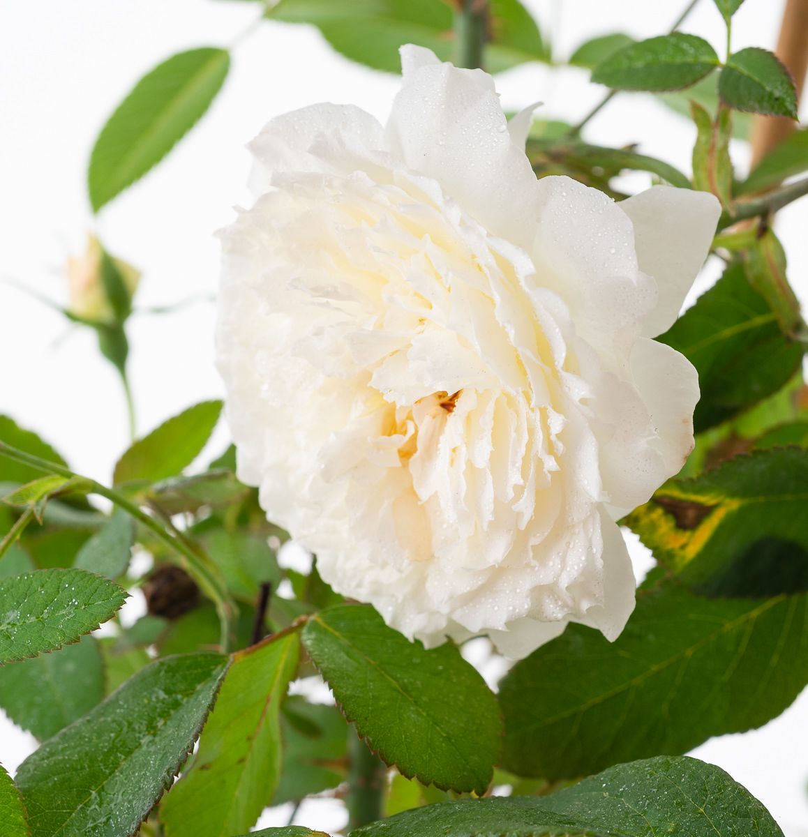 Rose Susan Williams-Ellis ® - Rosa Susan Williams-Ellis ® günstig kaufen