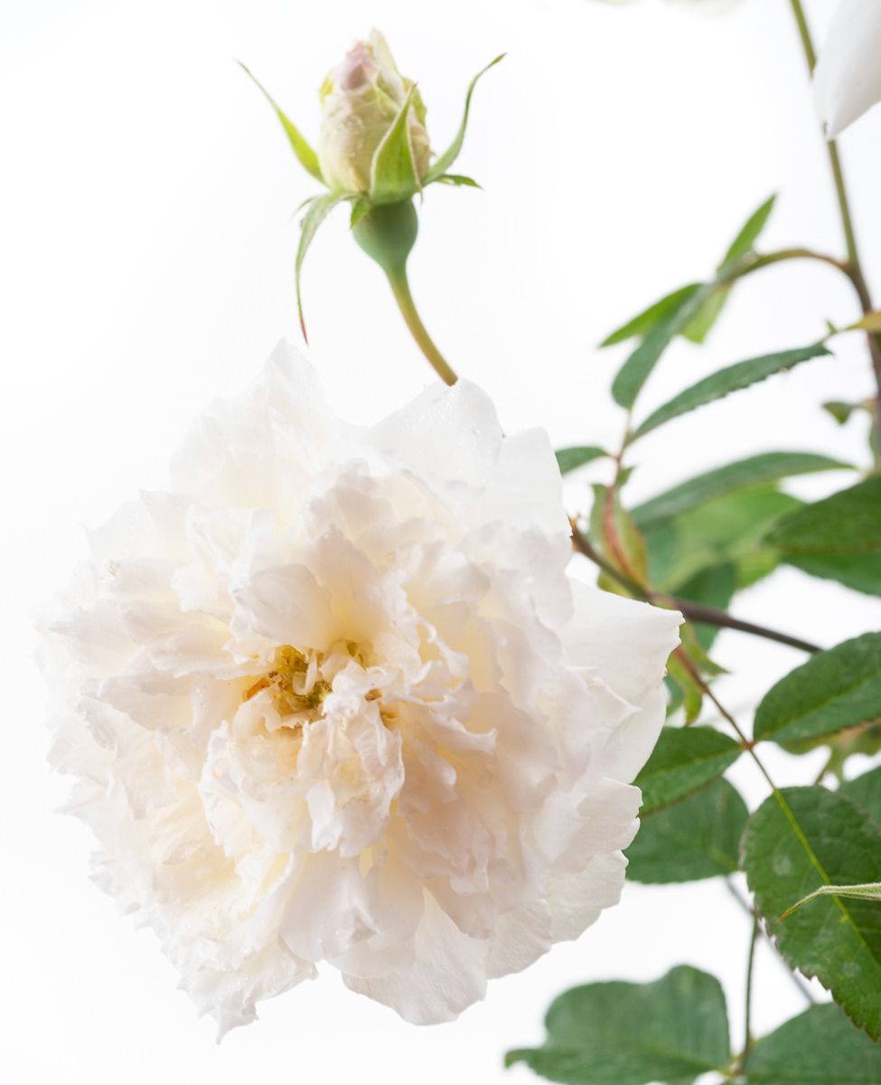 Rose Susan Williams-Ellis ® - Rosa Susan Williams-Ellis ® günstig kaufen