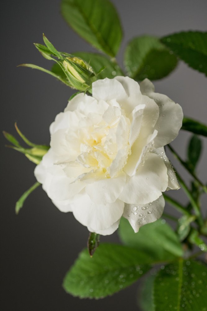 Rose Susan Williams-Ellis ® - Rosa Susan Williams-Ellis ® günstig kaufen