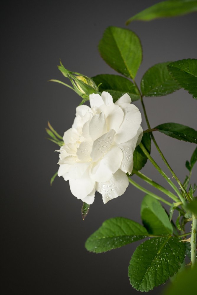 Rose Susan Williams-Ellis ® - Rosa Susan Williams-Ellis ® günstig kaufen