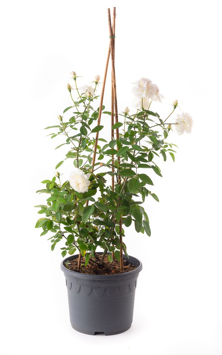 Rose Susan Williams-Ellis ® - Rosa Susan Williams-Ellis ® günstig ...