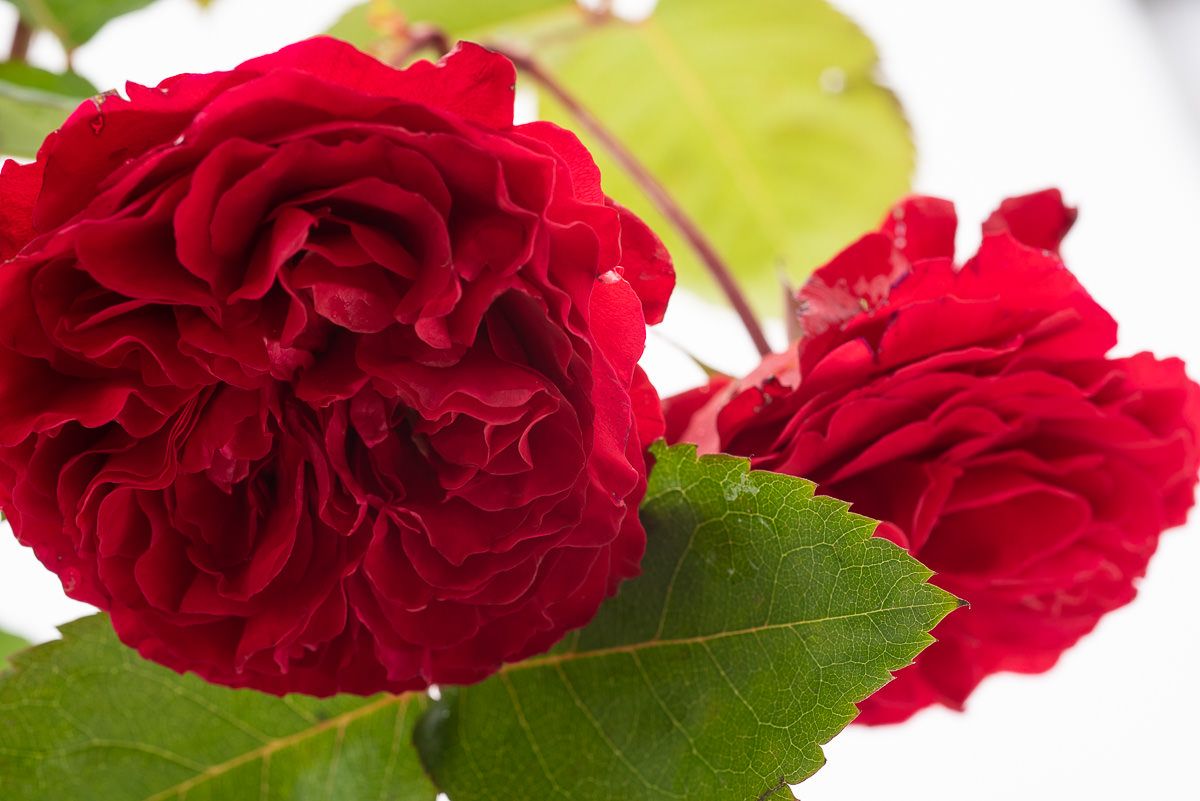 Beetrose Look Good Feel Better® - Rosa Look Good Feel Better® günstig ...