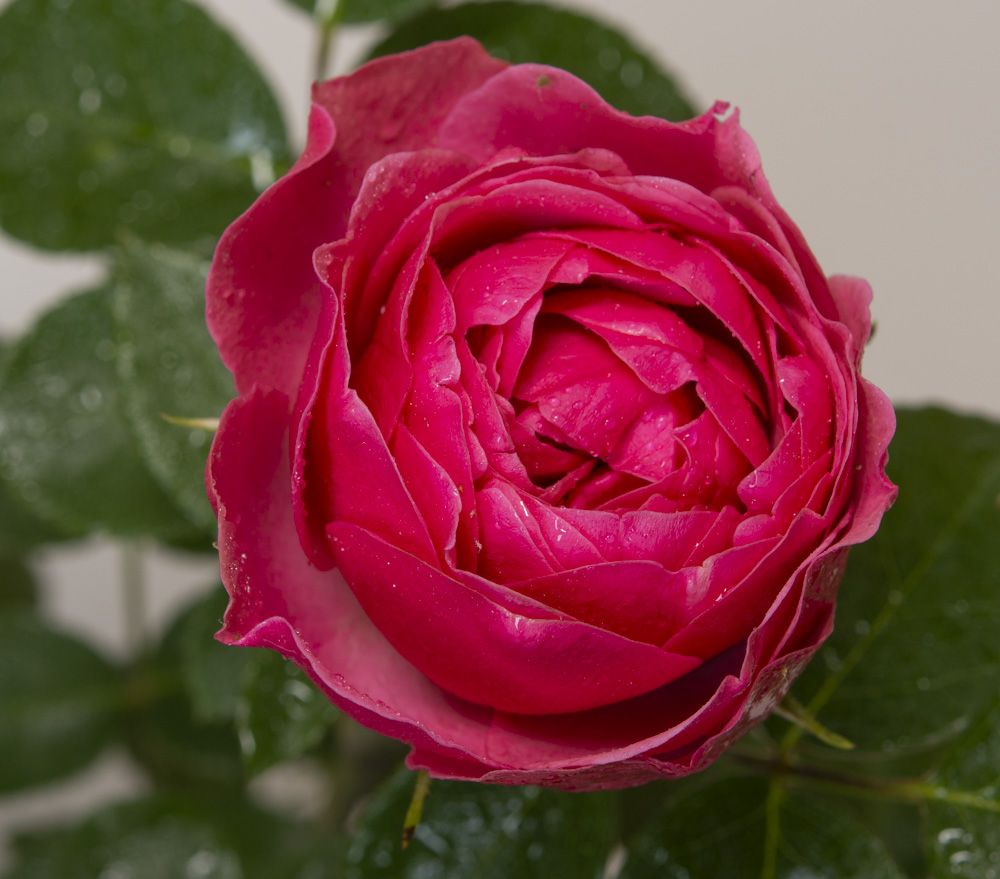 Edelrose Magic Rokoko® - Rosa Magic Rokoko® günstig kaufen