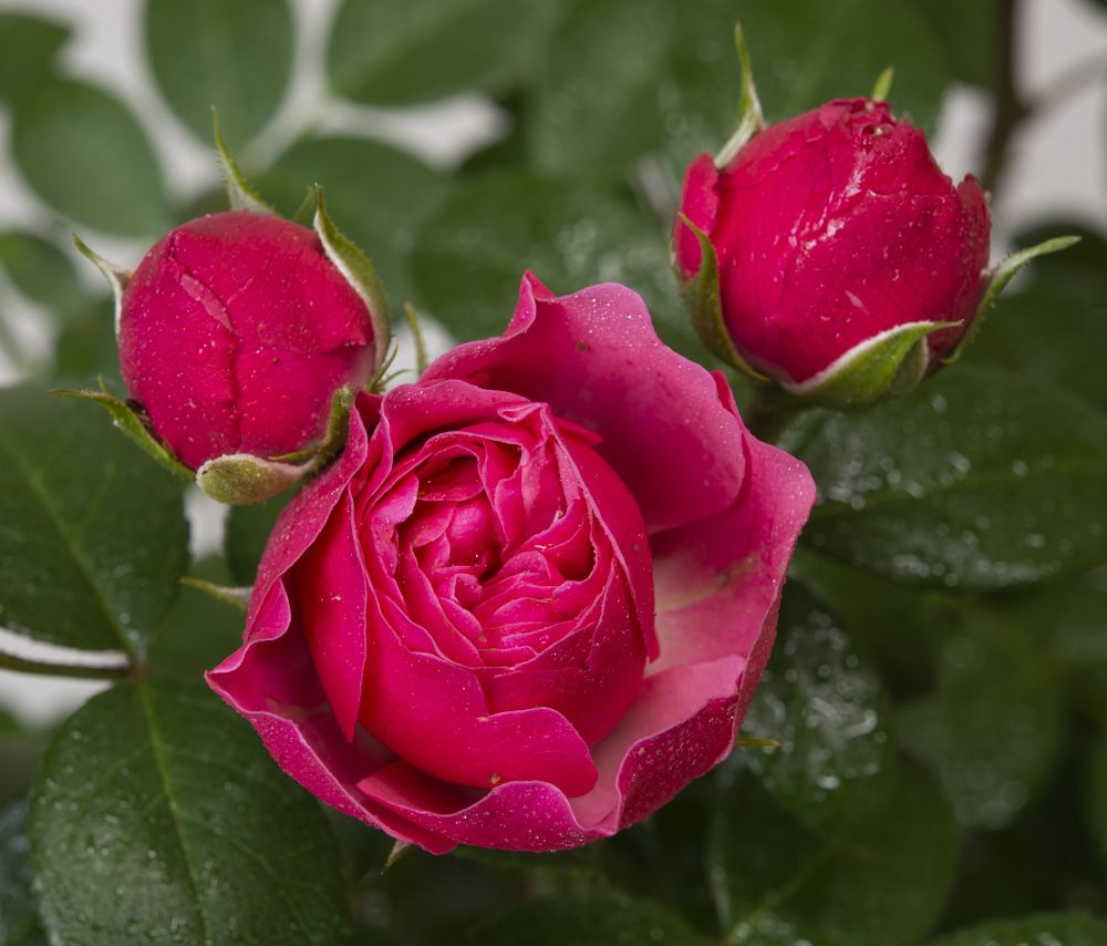 Edelrose Magic Rokoko® - Rosa Magic Rokoko® günstig kaufen