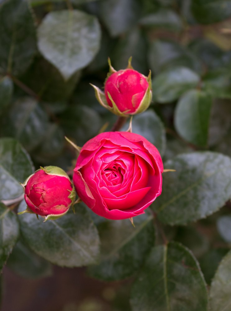 Edelrose Magic Rokoko® - Rosa Magic Rokoko® günstig kaufen