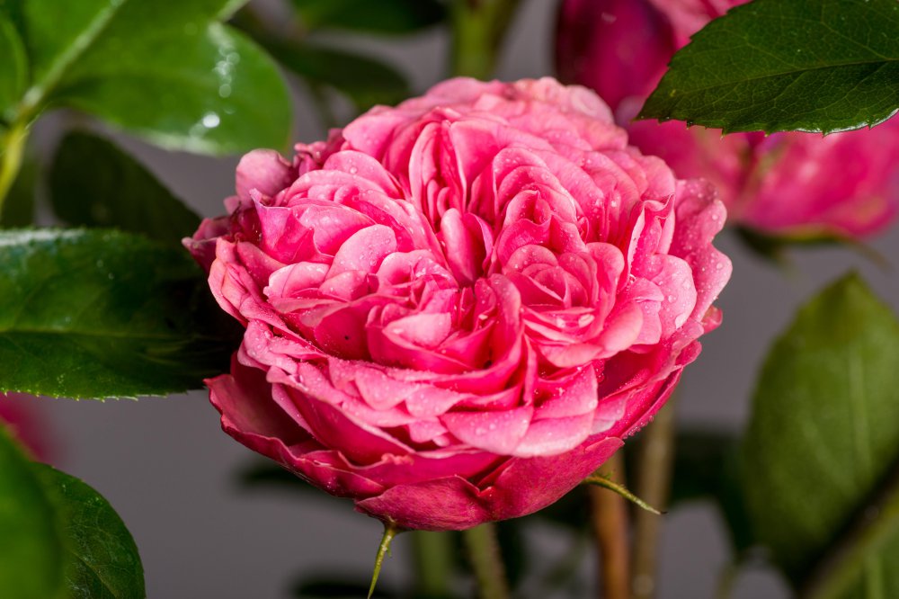 Edelrose Magic Rokoko® - Rosa Magic Rokoko® günstig kaufen