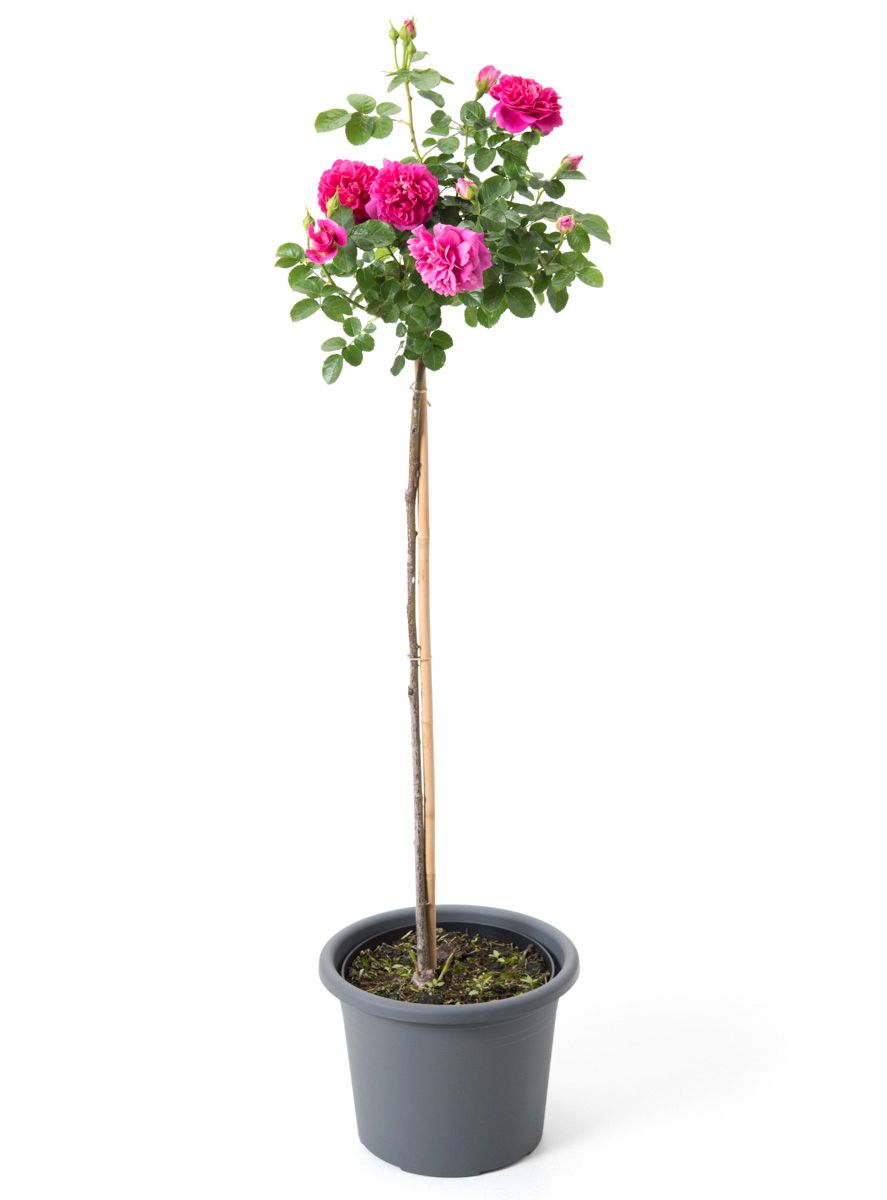 Rose Princess Anne ® - Rosa Princess Anne ® günstig kaufen