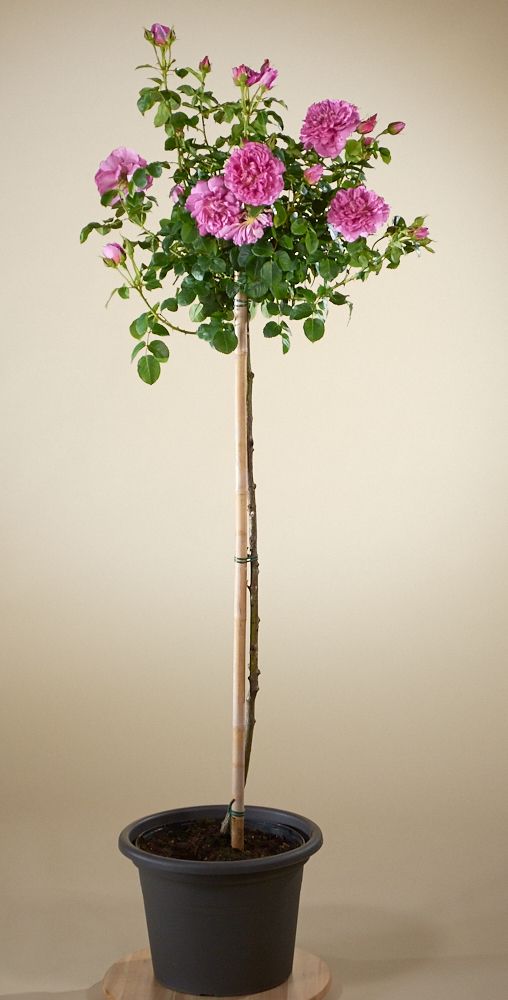 Rose Princess Anne ® - Rosa Princess Anne ® günstig kaufen