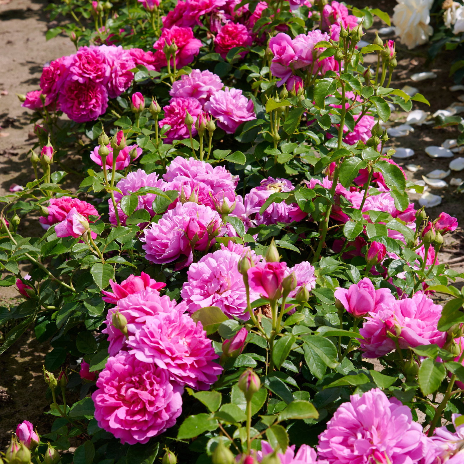 Rose Princess Anne ® - Rosa Princess Anne ® günstig kaufen