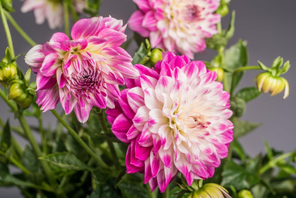 Dahlie Dalina ® Maxi Bonita - Dahlia Dalina ® Maxi Bonita günstig kaufen