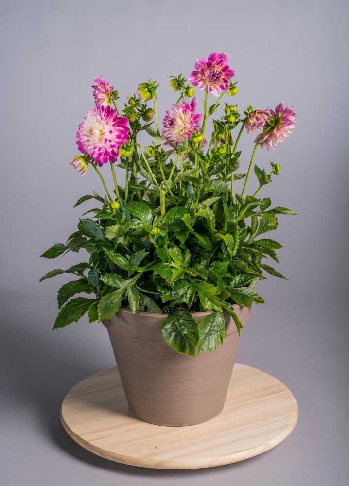 Dahlie Dalina ® Maxi Bonita - Dahlia Dalina ® Maxi Bonita günstig kaufen