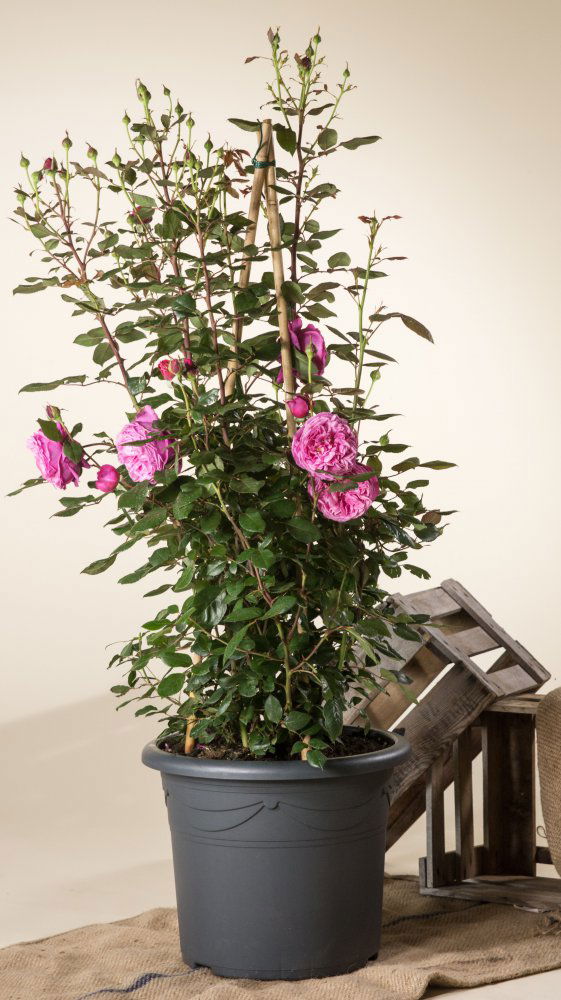 Strauchrose Natalie Renaissance - Rosa Natalie günstig kaufen